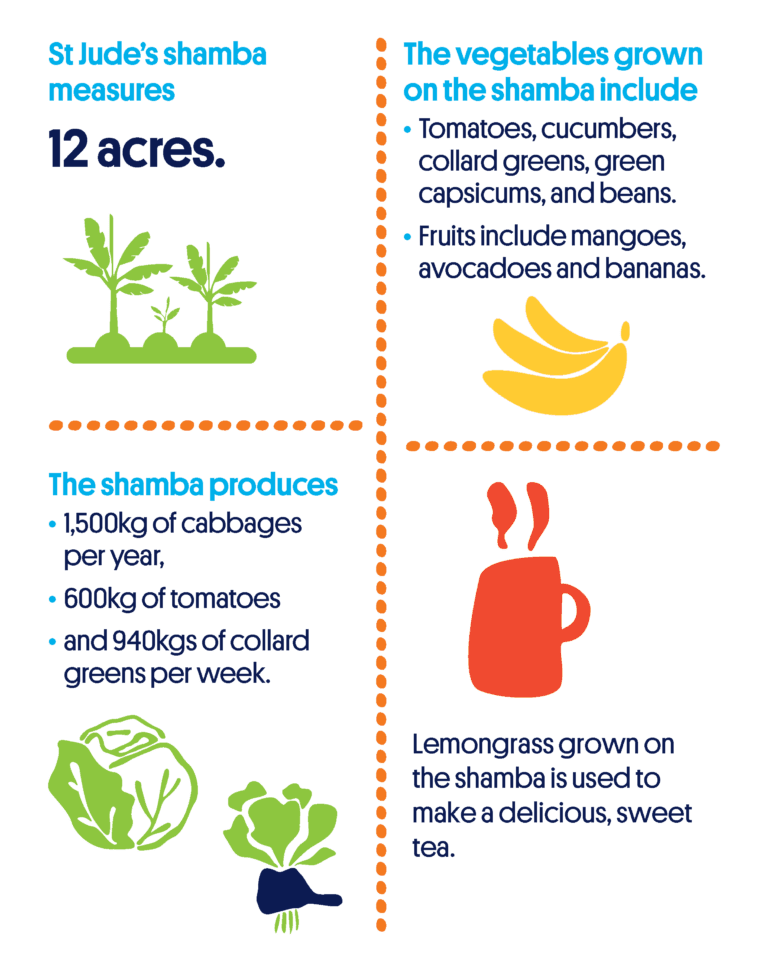 Shamba Stats – St Jude's News – The School of St Jude